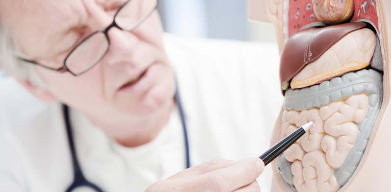 Acupuncture and the Small Intestine » Columbus Acupuncture LLC ...