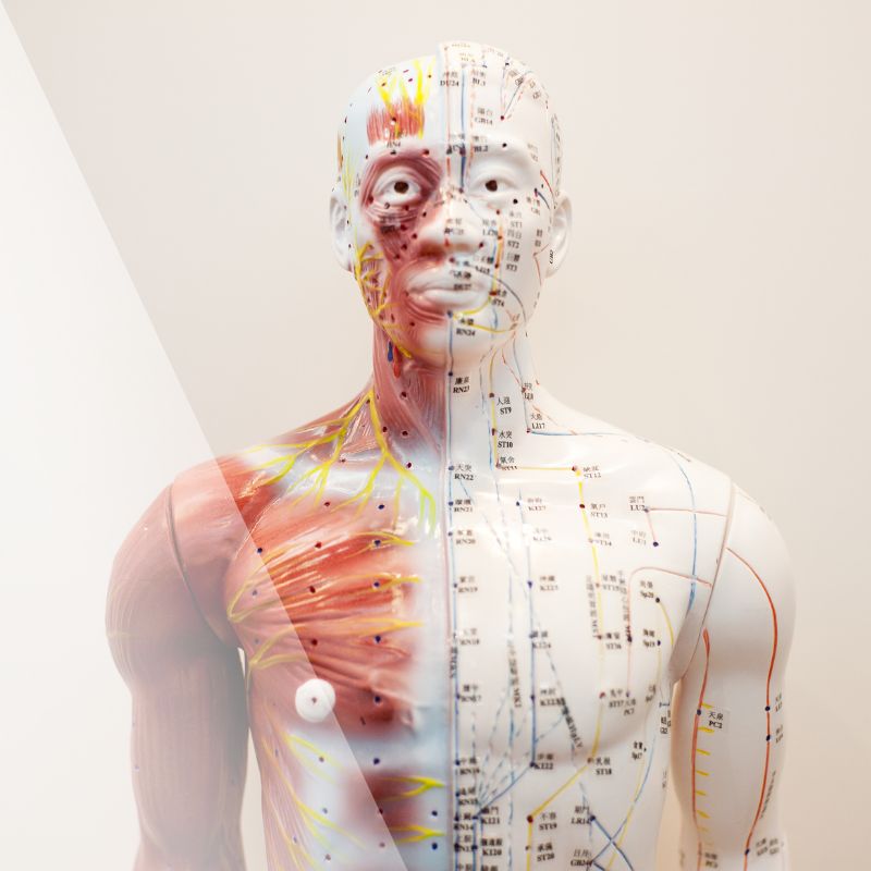 The 12 Meridians of the Body Explained » Columbus Acupuncture LLC ...